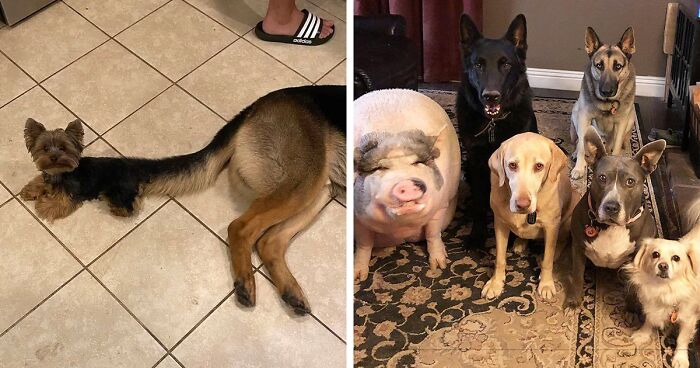 “What Kind Of Dog Is This”: 35 Pics Of Goofy Dogs That People Just Had ...