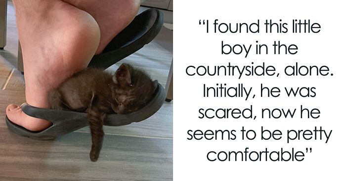 50 Funny Pets Who Know No Boundaries When It Comes To Personal Space ...