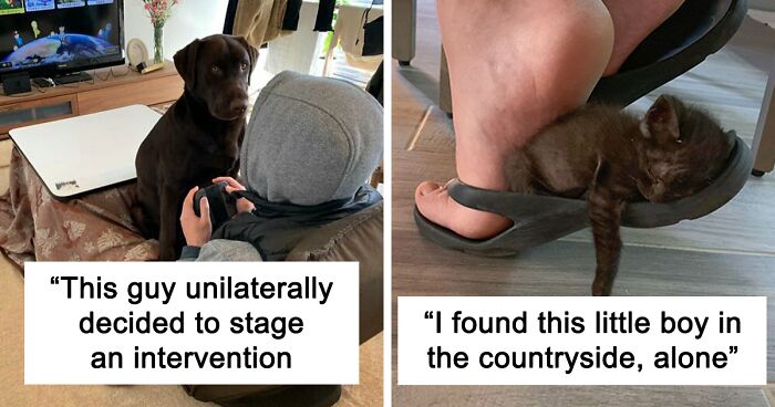 50 Funny Pets Who Know No Boundaries When It Comes To Personal Space ...