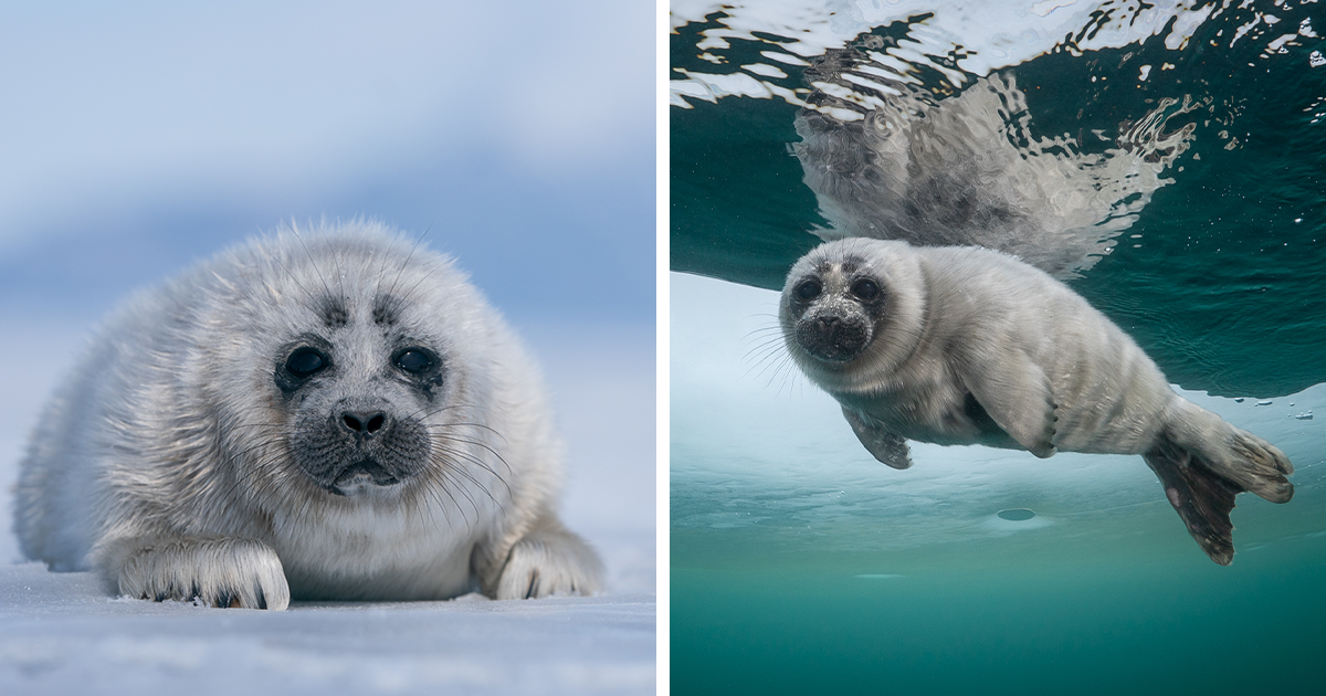 Beneath The Ice: I Took Underwater Shots Of Lake Baikal’s Seals (16 ...