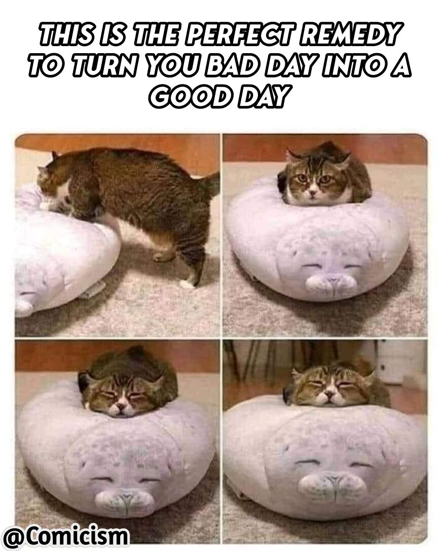 30 Funny Moments With Cats That Will Definitely Brighten Your Day ...