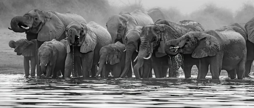 30 Captivating Photographs From This Year’s WildArt Photographer Of The ...