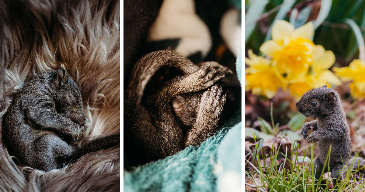 I Found A 5-Week-Old Baby Squirrel And Decided To Give Him His Own ...