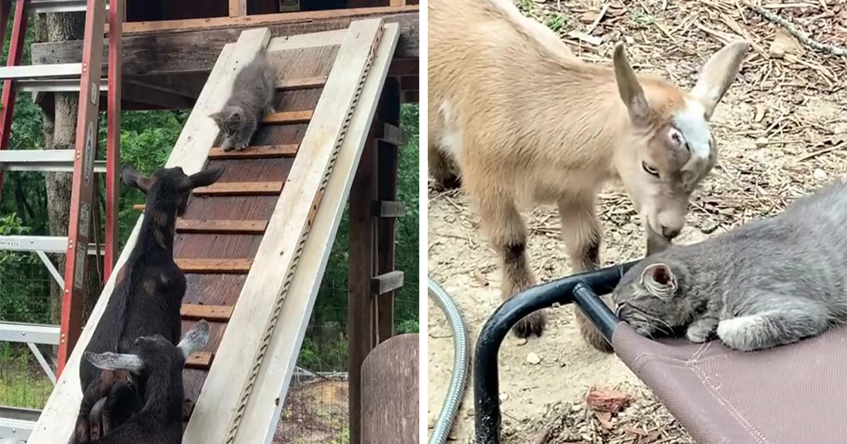 Stray Kitten Becomes The ‘Gray Goat’ Of The Pen, Acting Just Like The ...