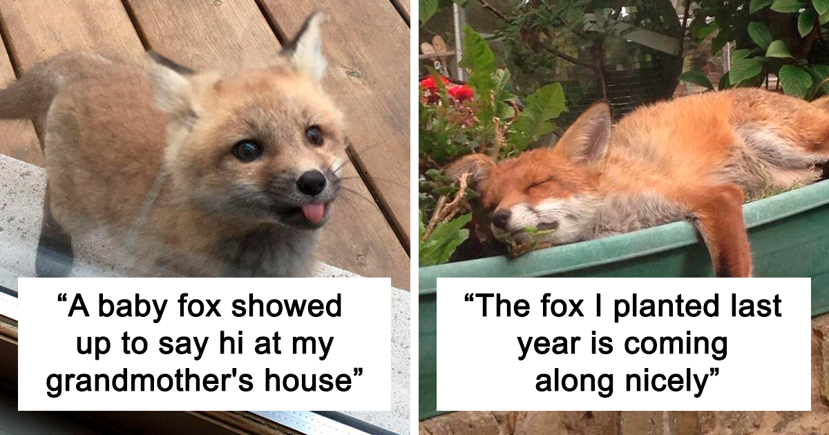 Baby Fox Memes Fox Memes And Images Imgur