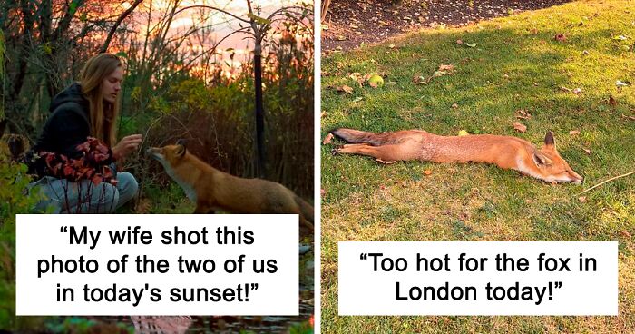 40 Furry and Fantastic Cute Foxes That You Won’t Be Able to Resist ...