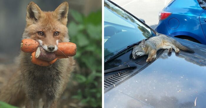 40 Furry and Fantastic Cute Foxes That You Won’t Be Able to Resist ...