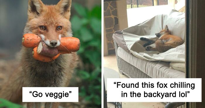 40 Furry and Fantastic Cute Foxes That You Won’t Be Able to Resist ...
