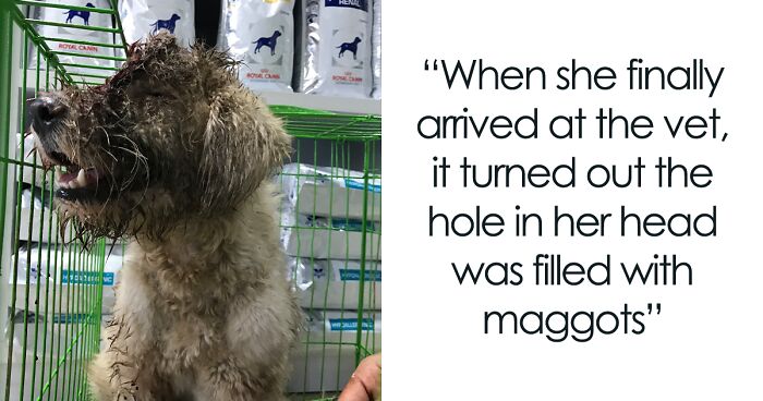 We Rescued A Dog With A Hole In Her Head, Treated Her, And Found Her A ...