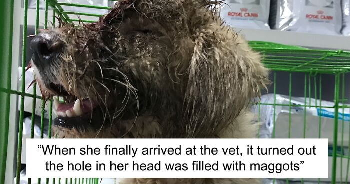 We Rescued A Dog With A Hole In Her Head, Treated Her, And Found Her A ...