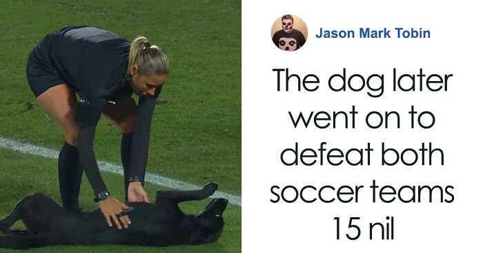 Dog-Interrupts-Football-Match-For-Belly-Rubs | Bored Panda