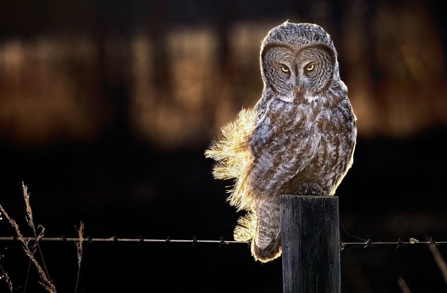 30 Captivating Photographs From This Year’s WildArt Photographer Of The ...