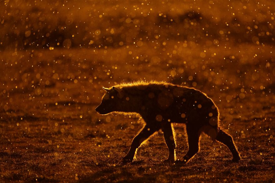 30 Captivating Photographs From This Year’s WildArt Photographer Of The ...