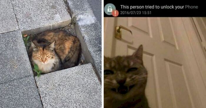 “Cats Who Share One Braincell”: 50 Times Cats Acted So Dorky, Their ...