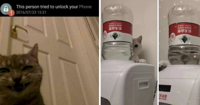 “Cats Who Share One Braincell”: 50 Times Cats Acted So Dorky, Their ...