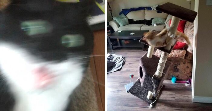“Cats Who Share One Braincell”: 50 Times Cats Acted So Dorky, Their ...