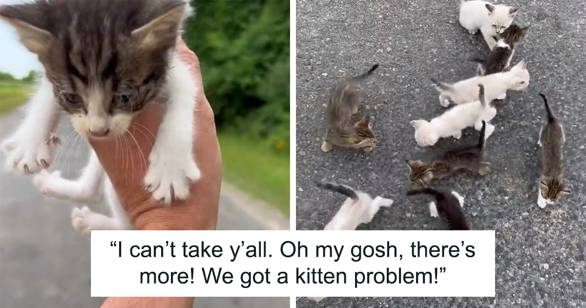 Man ‘Ambushed’ By Kittens As He Stops On The Side Of The Road To Rescue ...