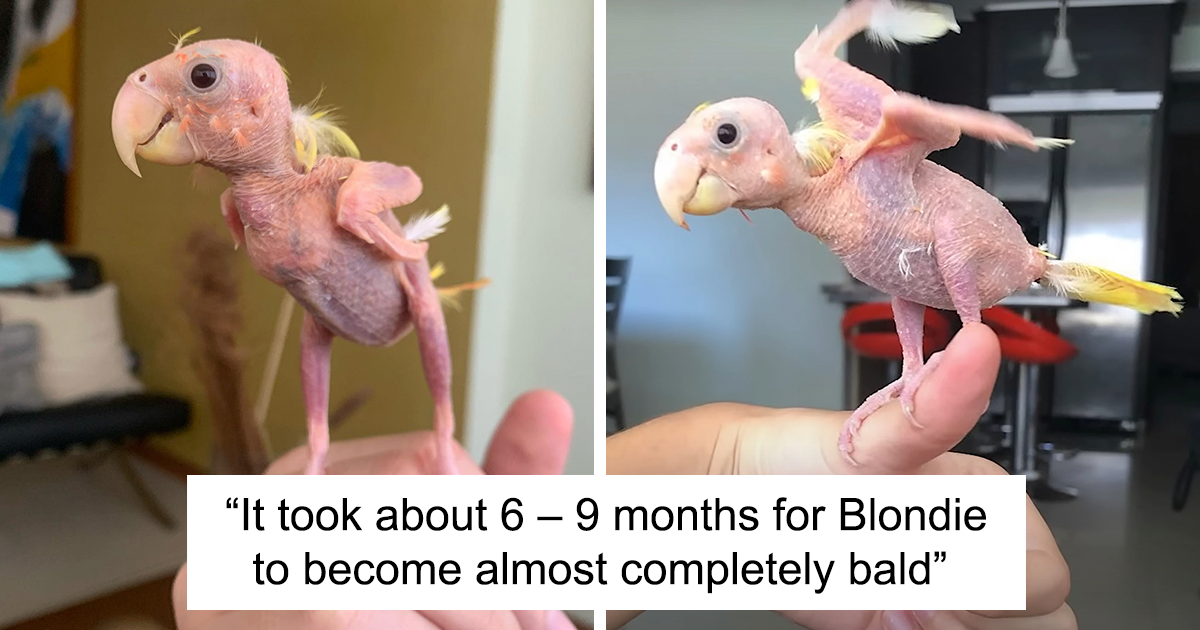 Meet Blondie, An Adorable Bird From Venezuela That Is Living With PBF ...