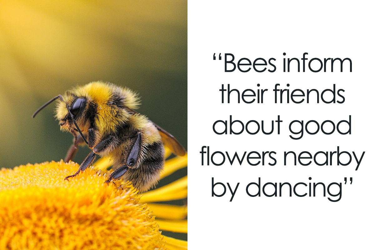 Someone Asked For ‘Very Comforting Facts,’ And 35 People Delivered ...