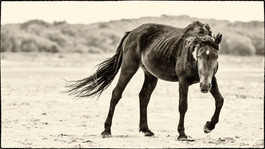 I Took Pictures Of Wild Horses In South Africa, Here Are 27 Of Them ...