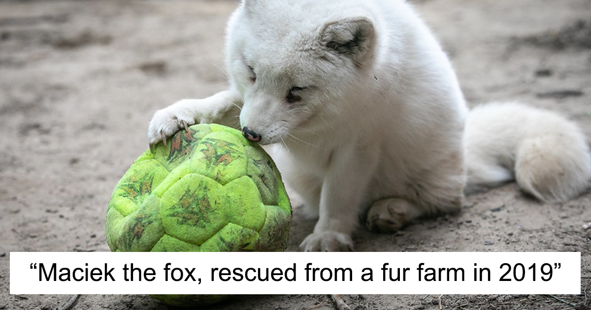 You Can Help End The Suffering Of Millions Of Animals In The European ...