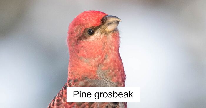 Birds Of The Arctic: Exotic Birds And Seabirds I Captured On My Trip To ...