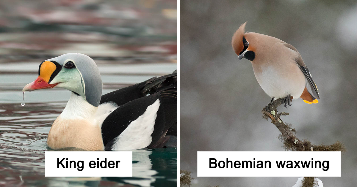 Birds Of The Arctic: Exotic Birds And Seabirds I Captured On My Trip To ...