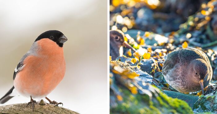 Birds Of The Arctic: Exotic Birds And Seabirds I Captured On My Trip To ...