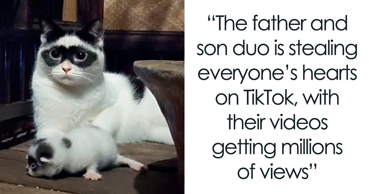 This Cat Became Popular On The Internet For Looking Like Zorro, Gets A ...