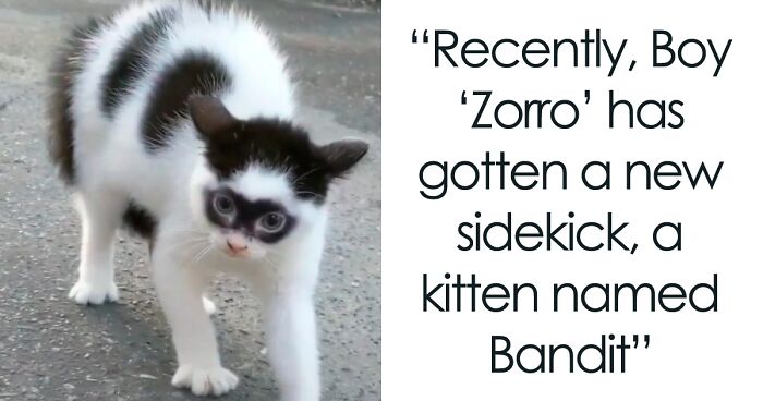 This Cat Became Popular On The Internet For Looking Like Zorro, Gets A ...
