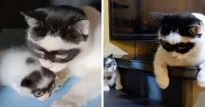 This Cat Became Popular On The Internet For Looking Like Zorro, Gets A ...