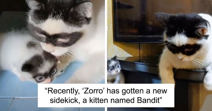 This Cat Became Popular On The Internet For Looking Like Zorro, Gets A ...