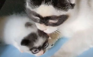 This Cat Is Actually A Rock | Bored Panda