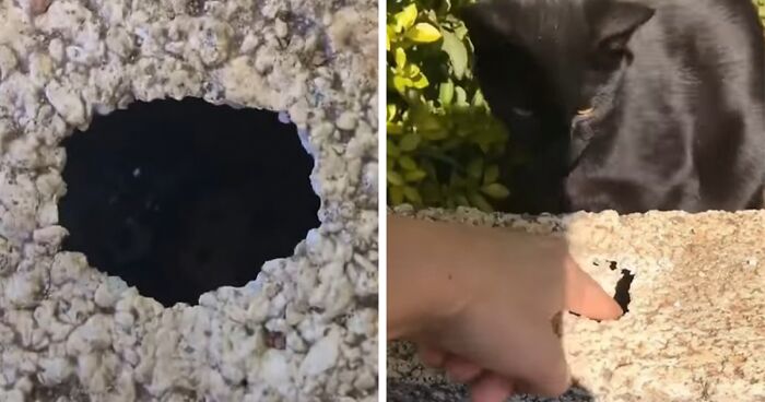 Millions Of People Rejoice At Hilarious Video Of Cat Rescuing House ...