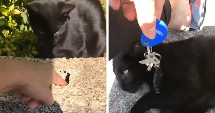 Millions Of People Rejoice At Hilarious Video Of Cat Rescuing House ...