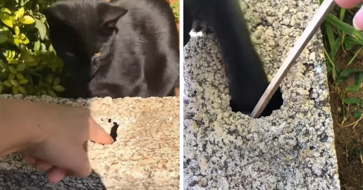 Millions Of People Rejoice At Hilarious Video Of Cat Rescuing House ...