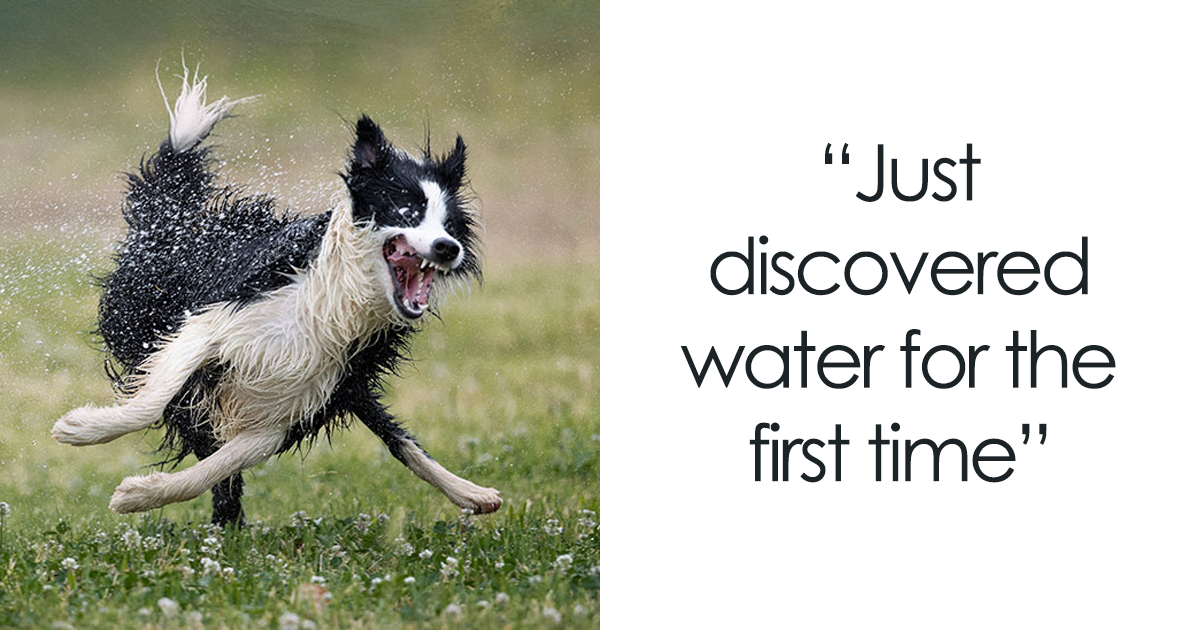 If You’re Having A Bad Day, These Finalists From The Comedy Pet ...