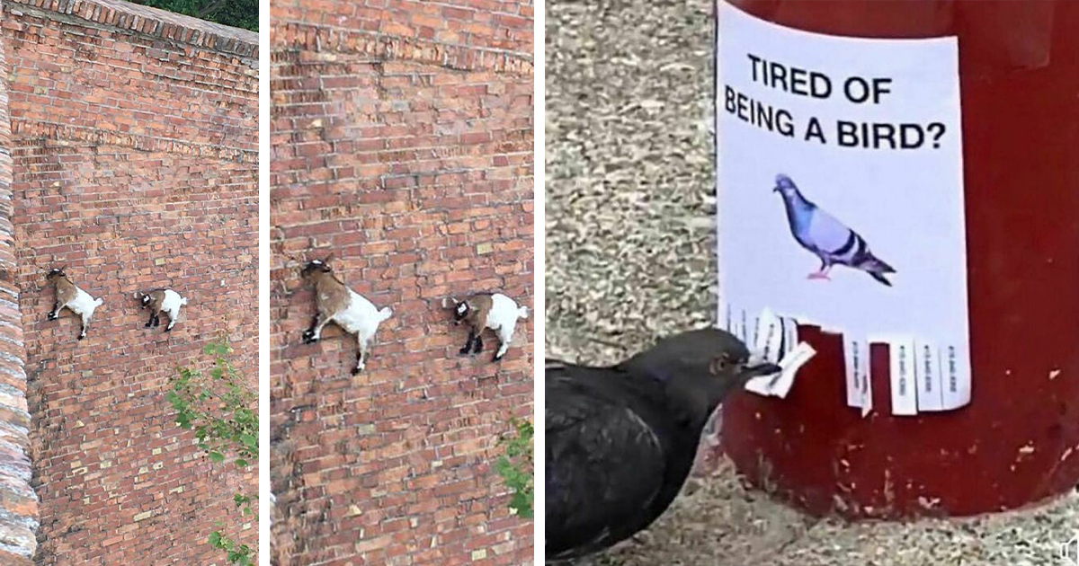 30 Hilariously Goofy Animals To Brighten Up Your Day (New Pics) | Bored ...