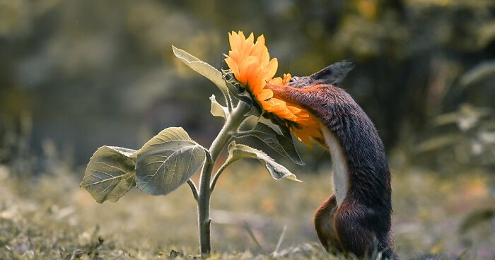 I Worked Together With A Talented Belgian Flower Artist To Capture ...