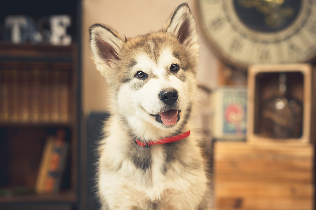 I Paid Tribute To Dogs By Making Them Stars Of The Day (37 Pics ...