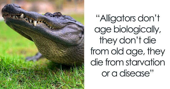 50 “Fun Facts That Nobody Asked For” | Bored Panda