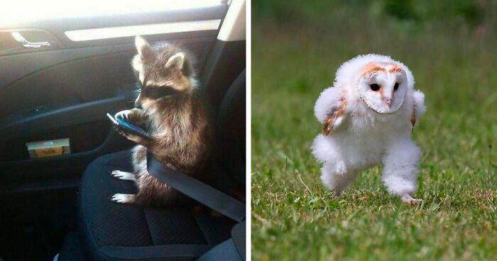 50 Nonsensical Animal Pics That Raise More Questions Than They Answer ...