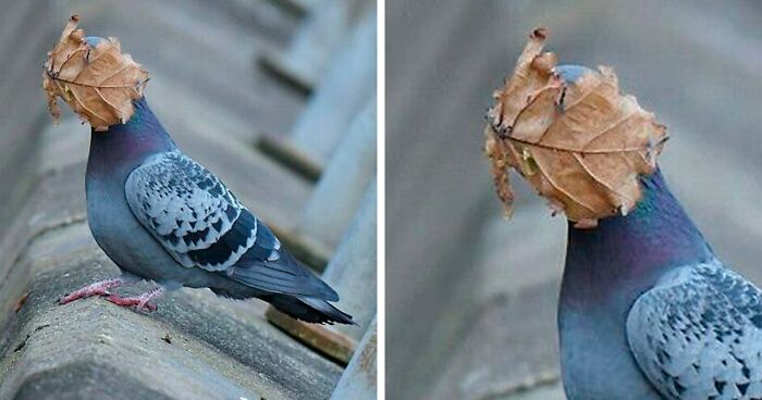 50 Nonsensical Animal Pics That Raise More Questions Than They Answer ...