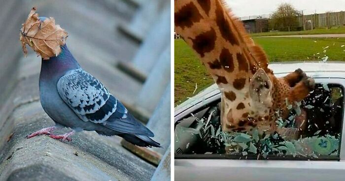 50 Nonsensical Animal Pics That Raise More Questions Than They Answer ...