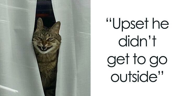 People Are Posting Pics Of Cats Radiating Powerful Meow Energy In This ...