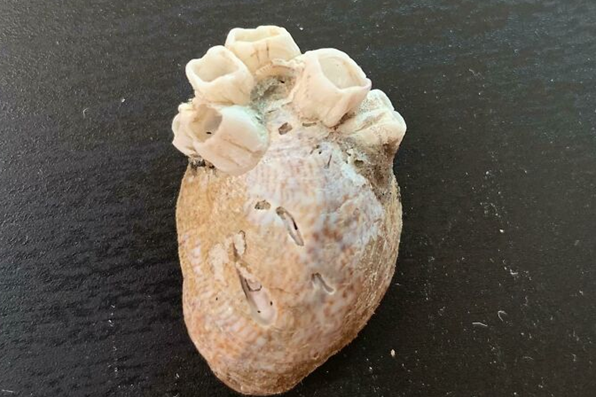 50 Times People Found Unexpected, Interesting, And Bizarre Things At ...