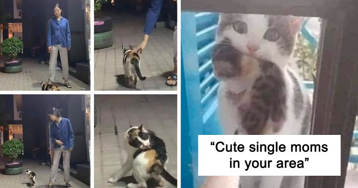 50 Hilarious Posts From The “Memes I Wish I Could Tag My Cat In ...