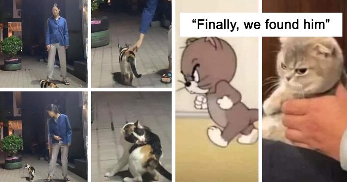 50 Hilarious Posts From The “Memes I Wish I Could Tag My Cat In ...