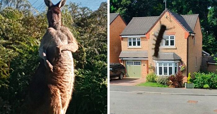 50 Times People Failed At Photographing Wildlife So Hilariously, They ...