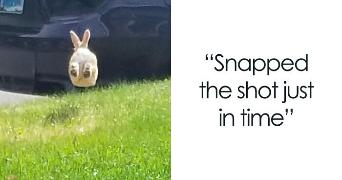 50 Times People Failed At Photographing Wildlife So Hilariously, They ...